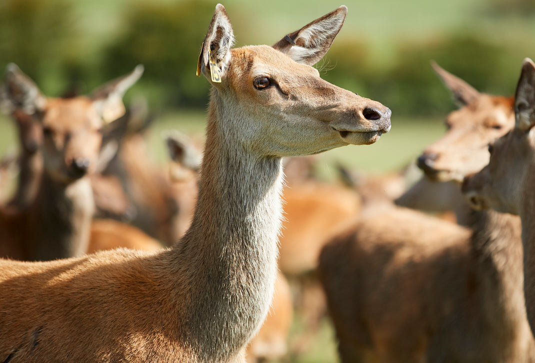 About Us | The Venison Company | Lincolnshire Venison Farm